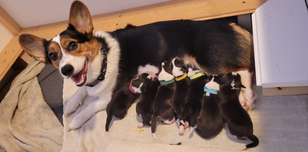 Corgi Puppies have ARRIVED!! - Welcome to Traveling Gypsy Corgis
