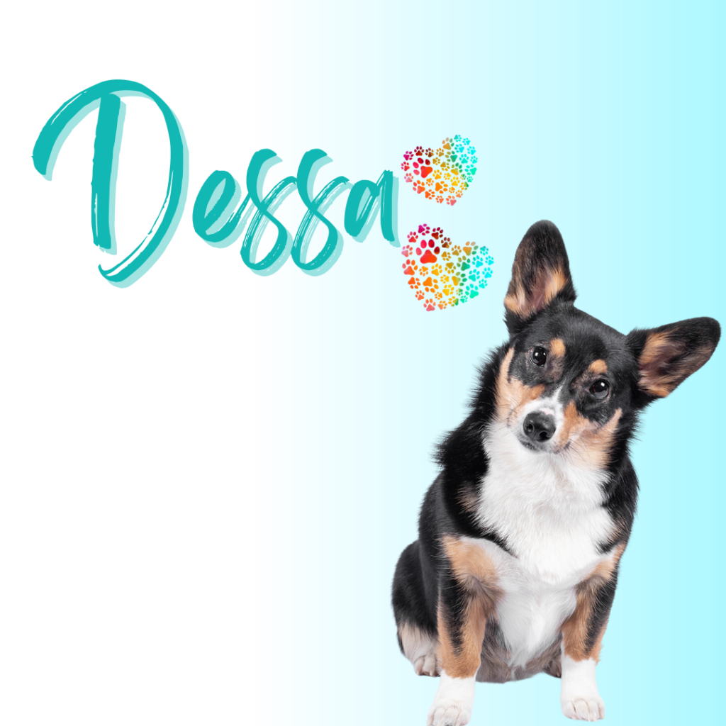 Meet Our Corgi's - Welcome to Traveling Gypsy Corgis
