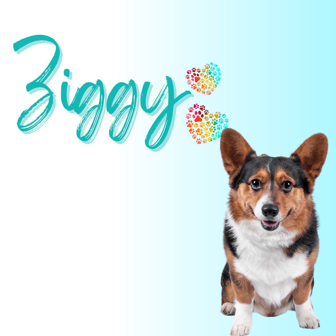 Meet Our Corgi's - Welcome to Traveling Gypsy Corgis