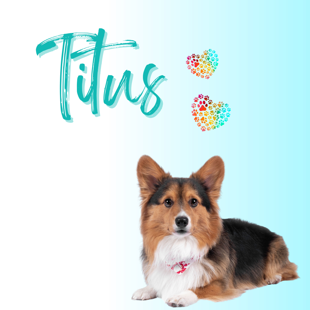 The Fluffy Corgi - Welcome to Traveling Gypsy Corgis