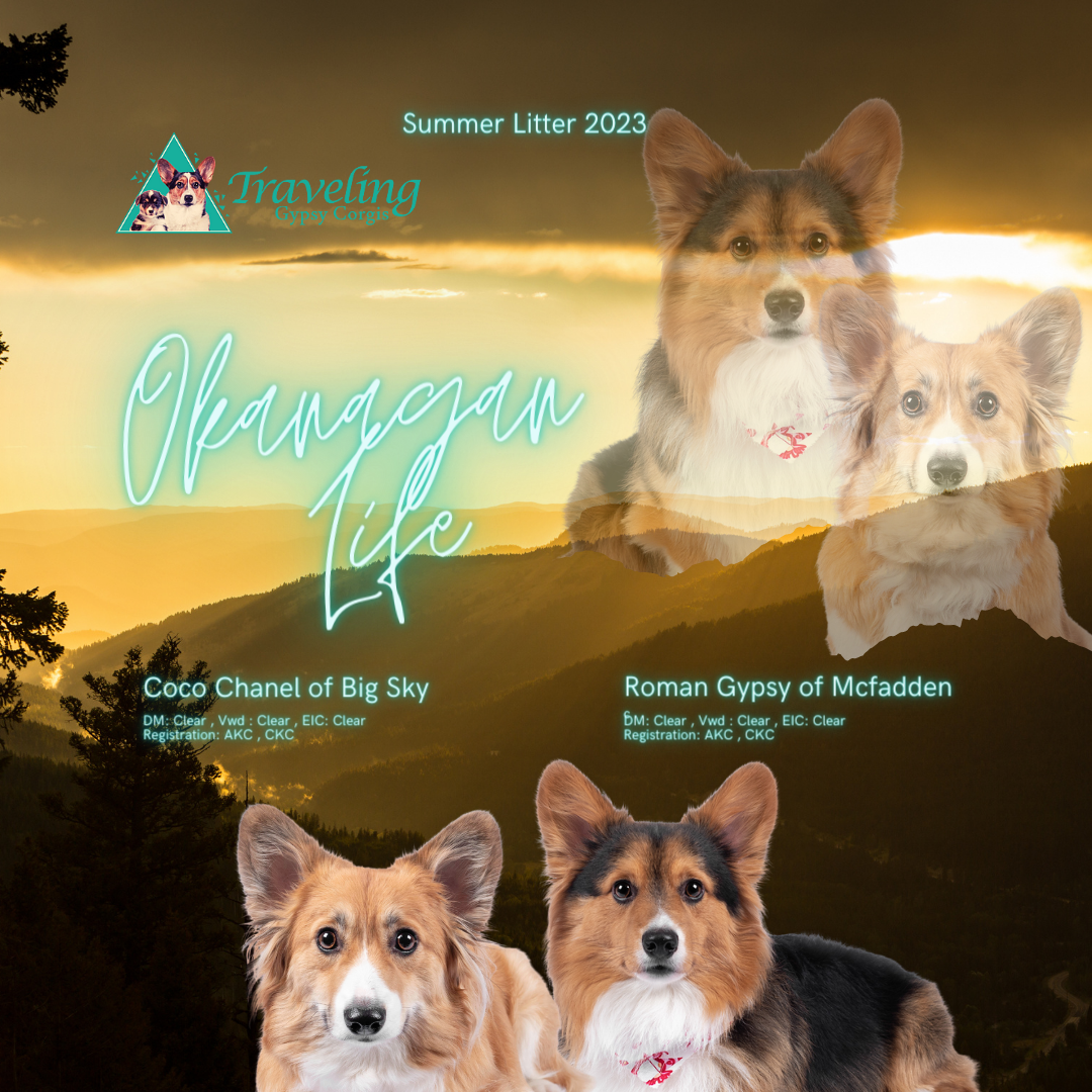 The Fluffy Corgi - Welcome to Traveling Gypsy Corgis