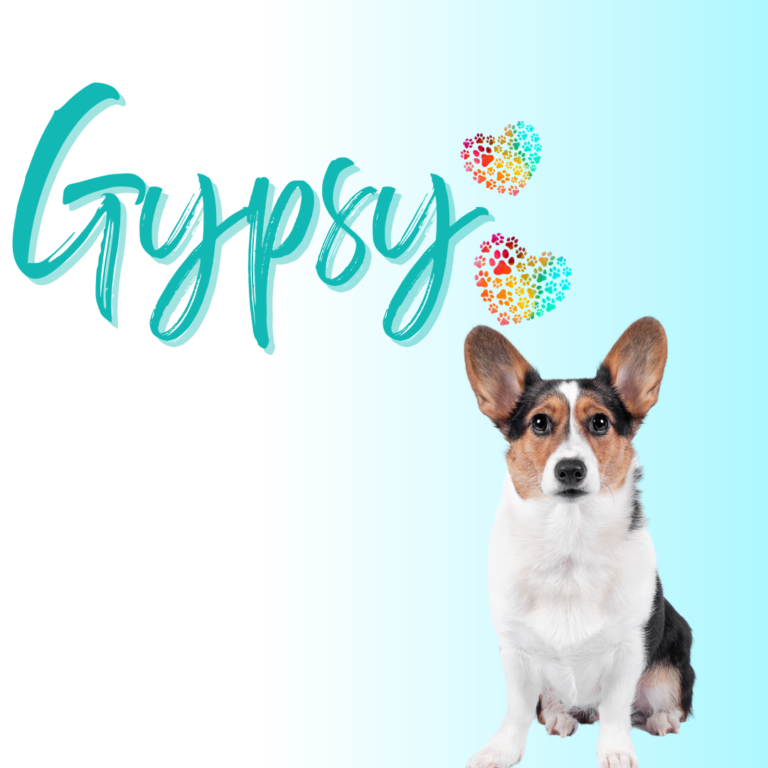Meet Our Corgi's - Welcome to Traveling Gypsy Corgis