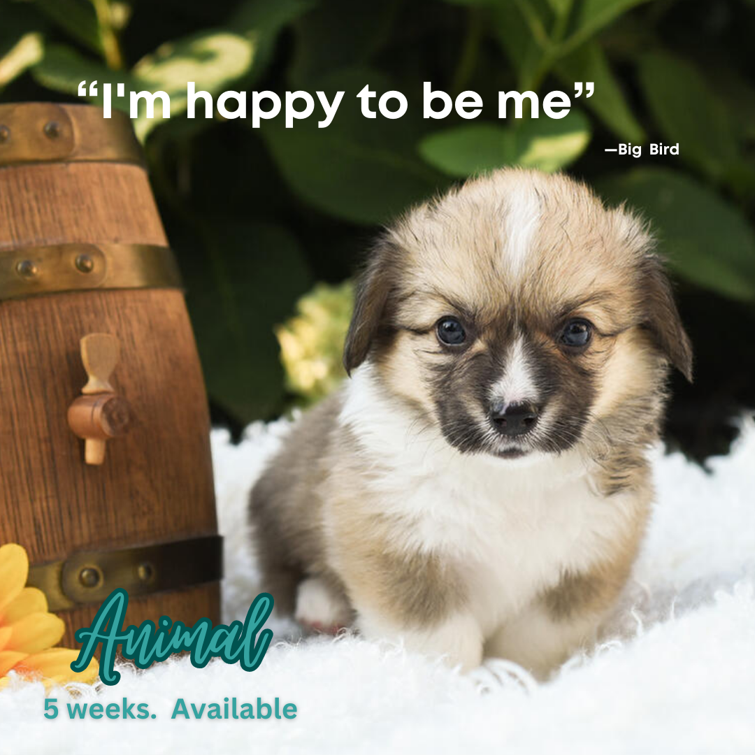 The Fluffy Corgi - Welcome to Traveling Gypsy Corgis