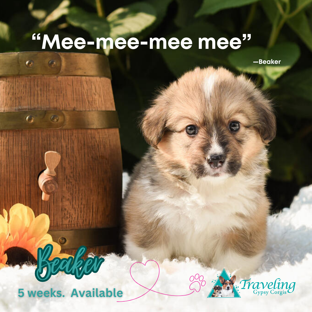The Fluffy Corgi - Welcome to Traveling Gypsy Corgis