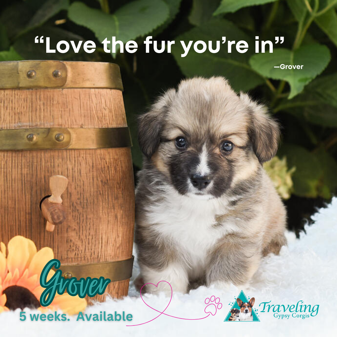 The Fluffy Corgi - Welcome to Traveling Gypsy Corgis