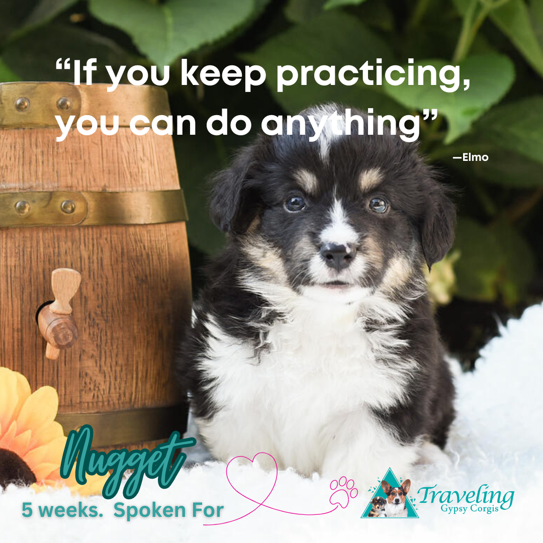The Fluffy Corgi - Welcome to Traveling Gypsy Corgis